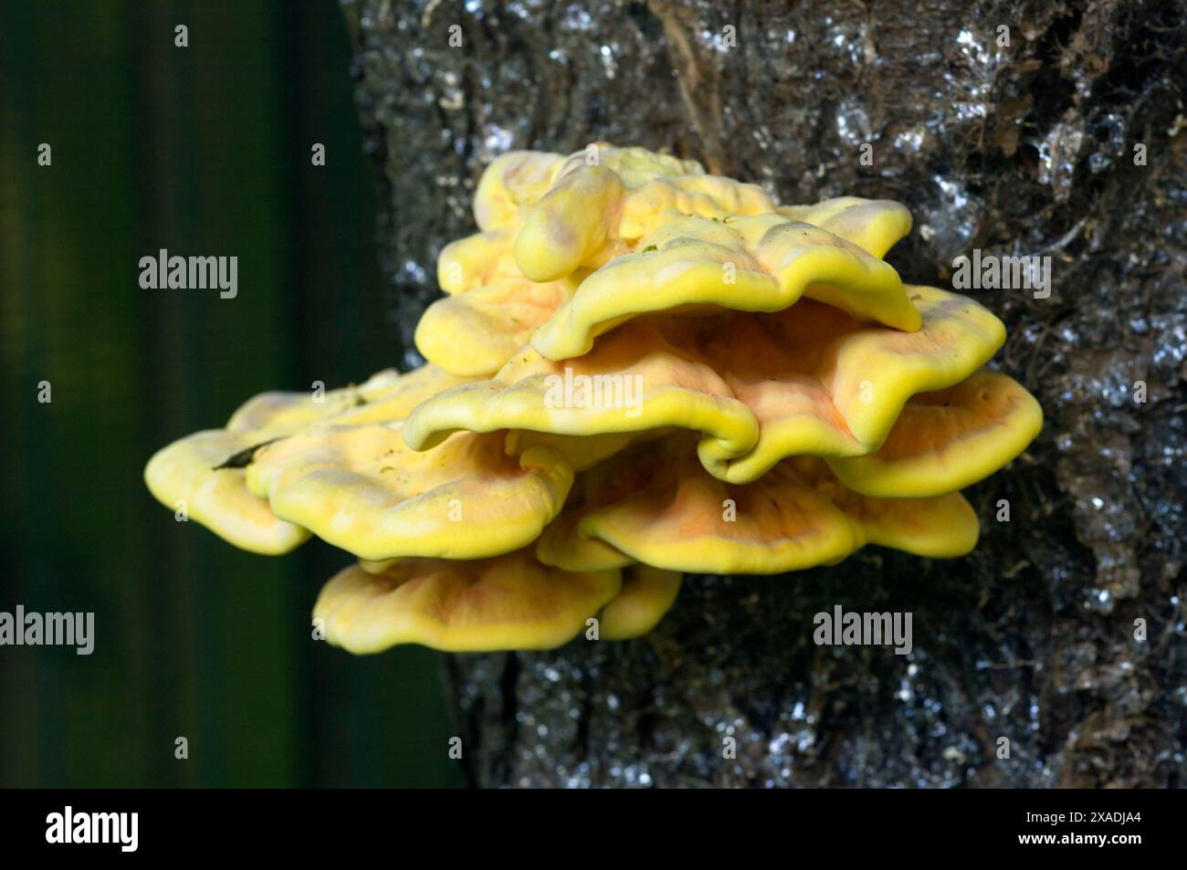 Polypore growing hi-res stock photography and images - Alamy