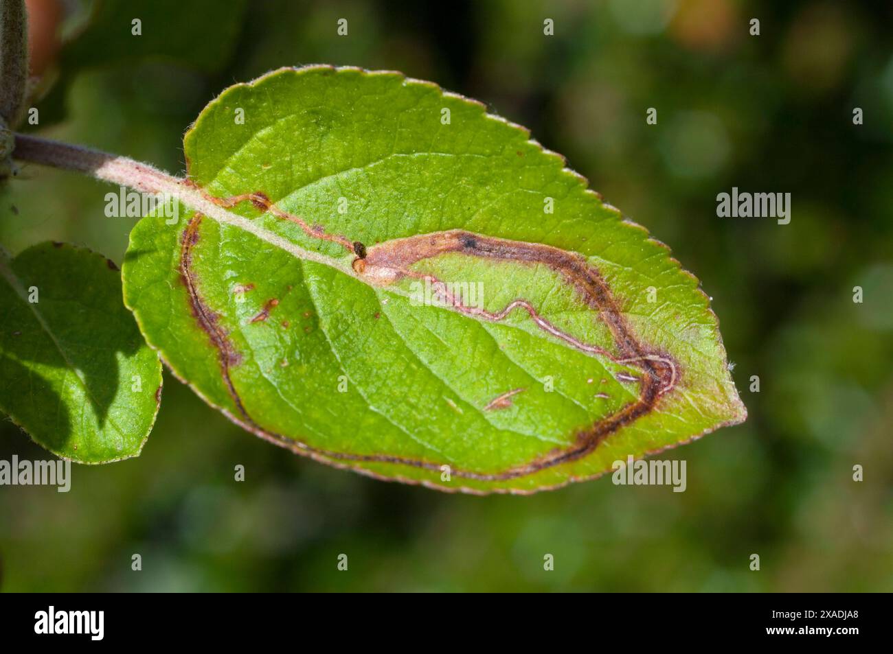 Apple Leaf-miner Damage Stock Photo - Alamy