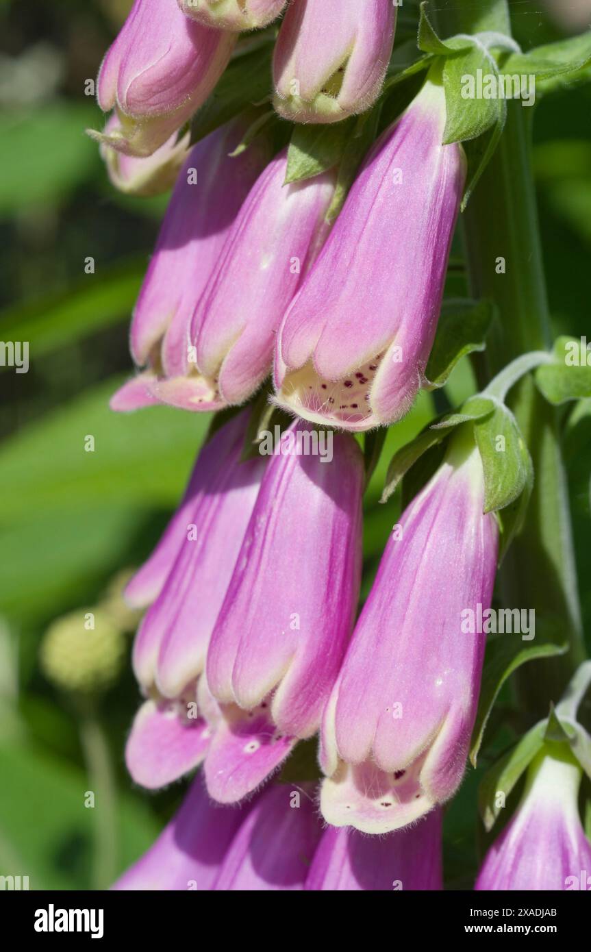 Increase cardiac contractility hi-res stock photography and images - Alamy