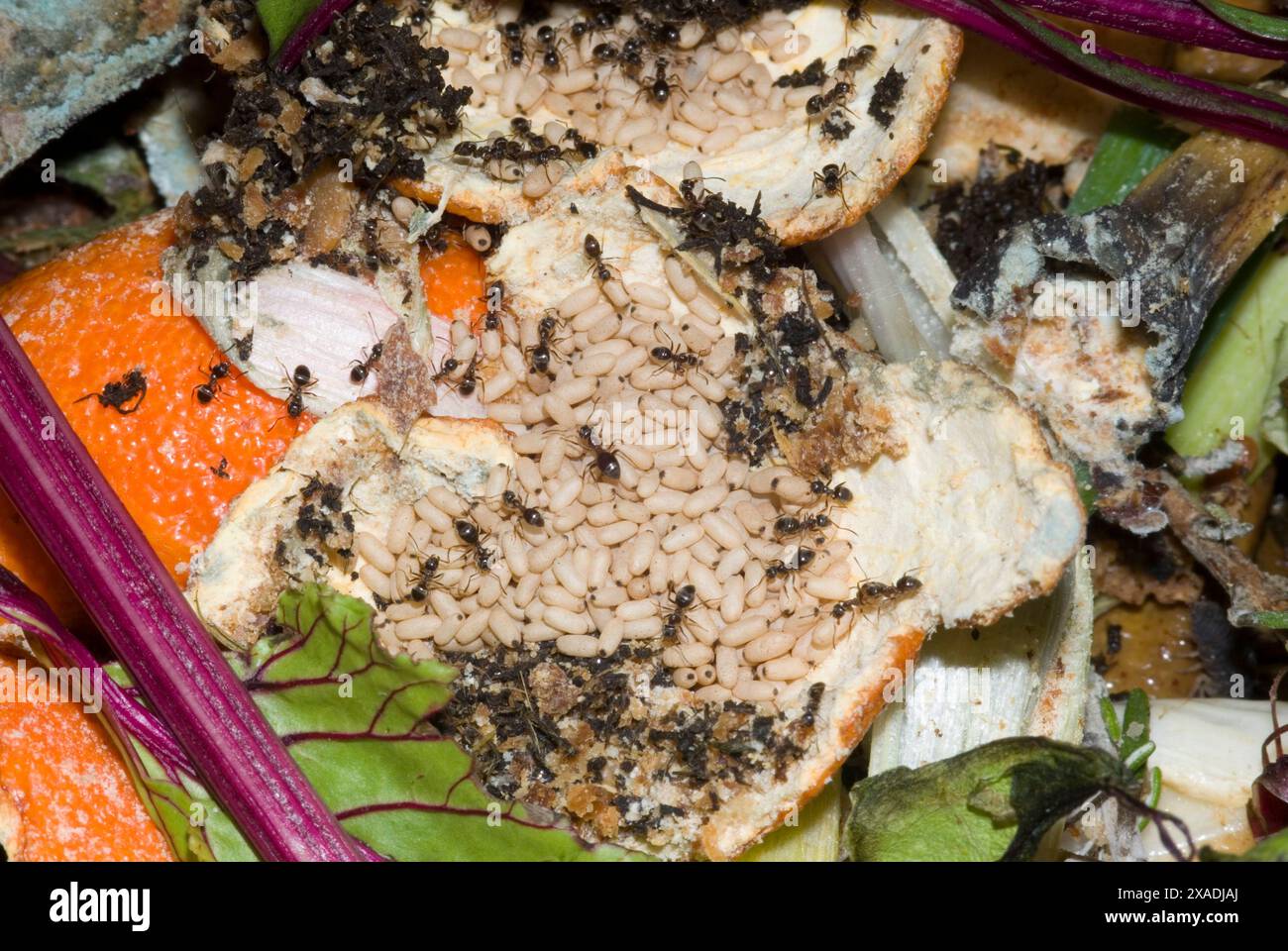 Ant scraps hi-res stock photography and images - Alamy