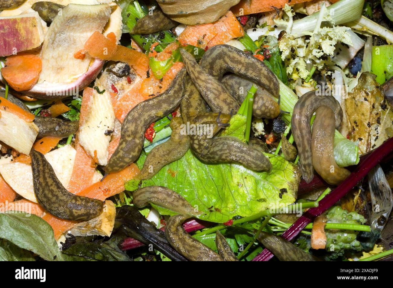 Green Cellar Slugs inside compost bin Stock Photo - Alamy