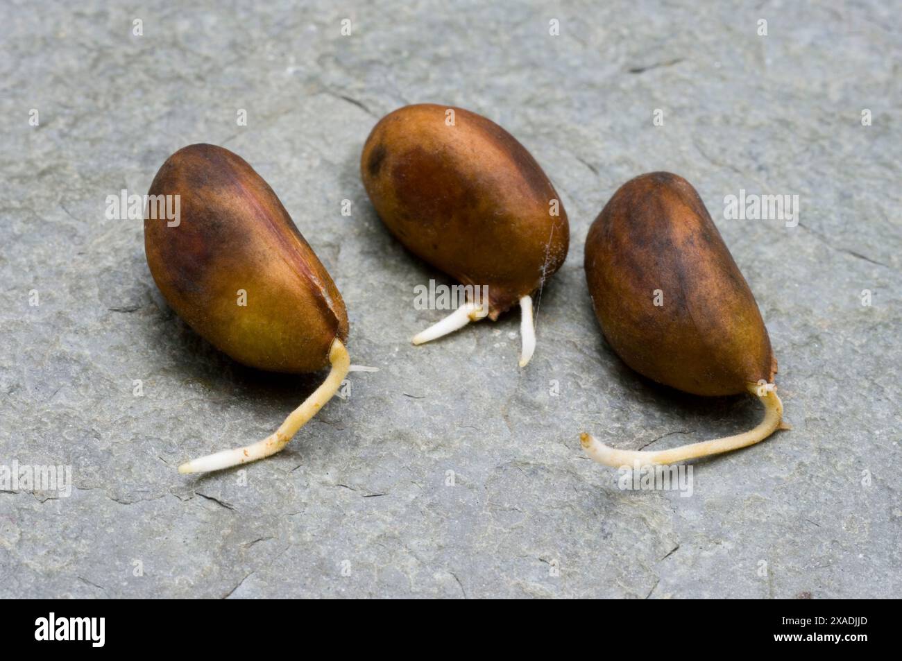 Loquat eriobotrya japonica rosaceae hi-res stock photography and images ...