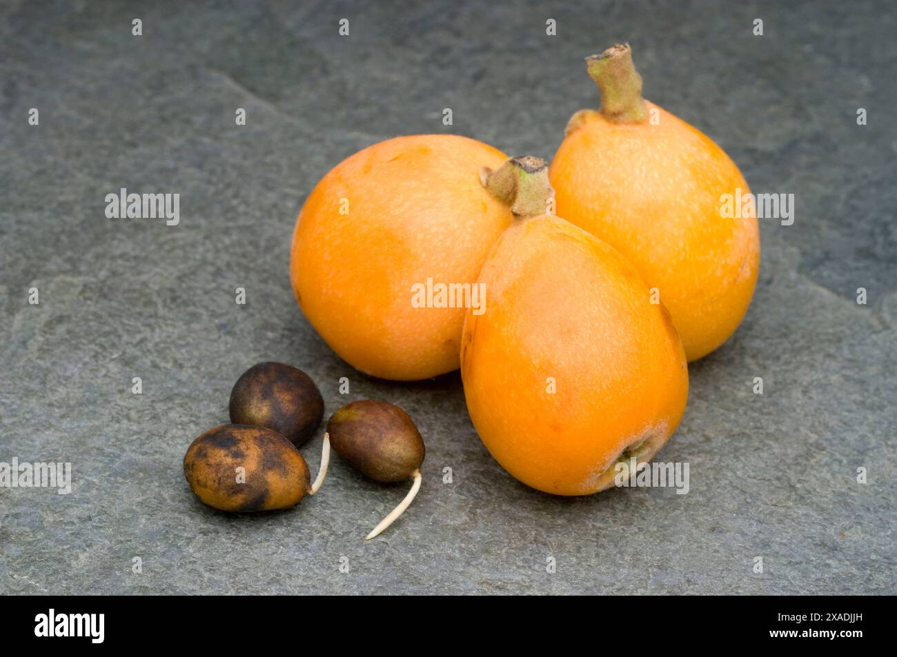 Loquat eriobotrya japonica rosaceae hi-res stock photography and images ...