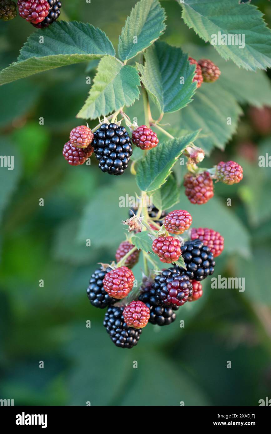 Berries in garden bush hi-res stock photography and images - Alamy