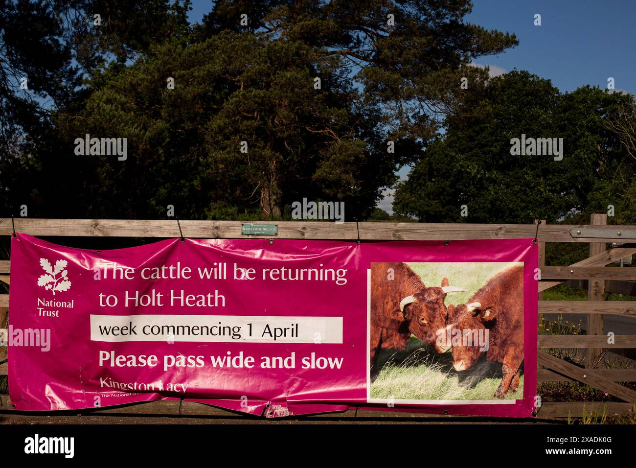 A National Trust message on a gate warning of stock on Holt Heath ...