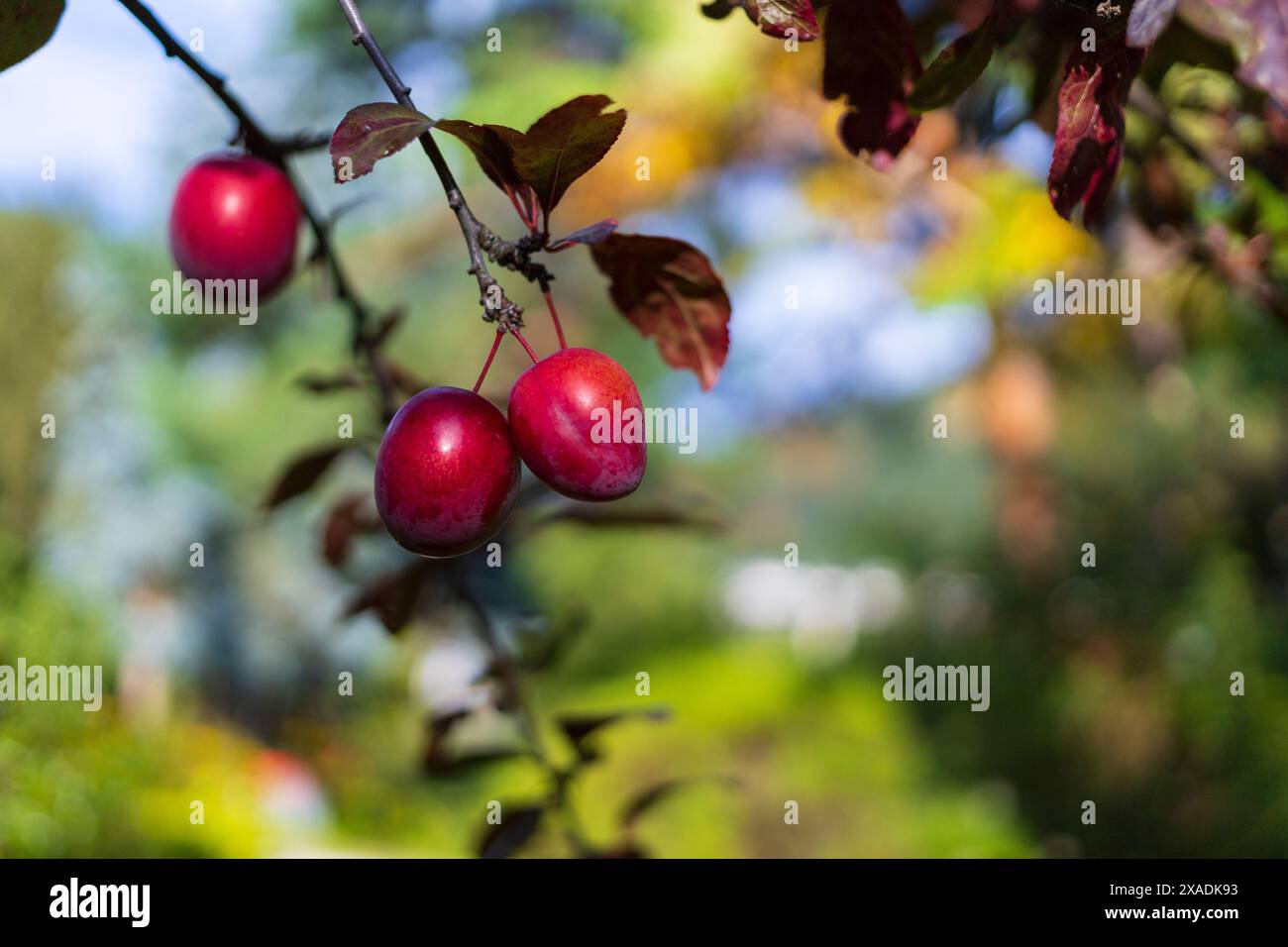 close-up photography of a cherry plum tree branch with red fruits and ...