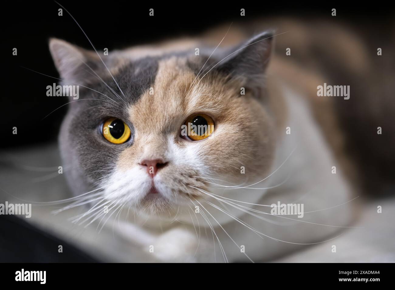 A British Shorthair cat with a unique tricolor fur pattern, featuring ...