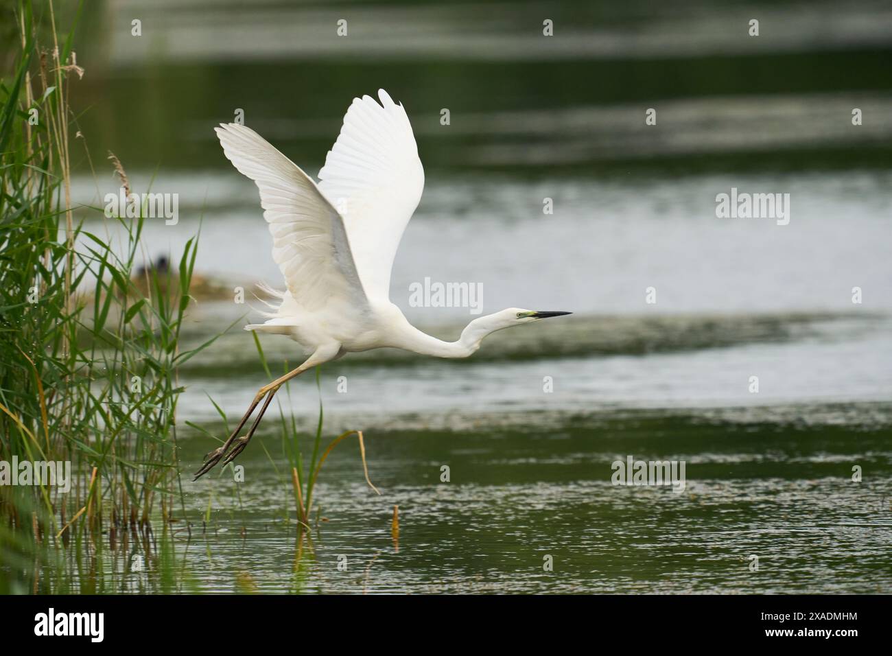 Great White Egret (Ardea alba) flying low over water in the marshland ...