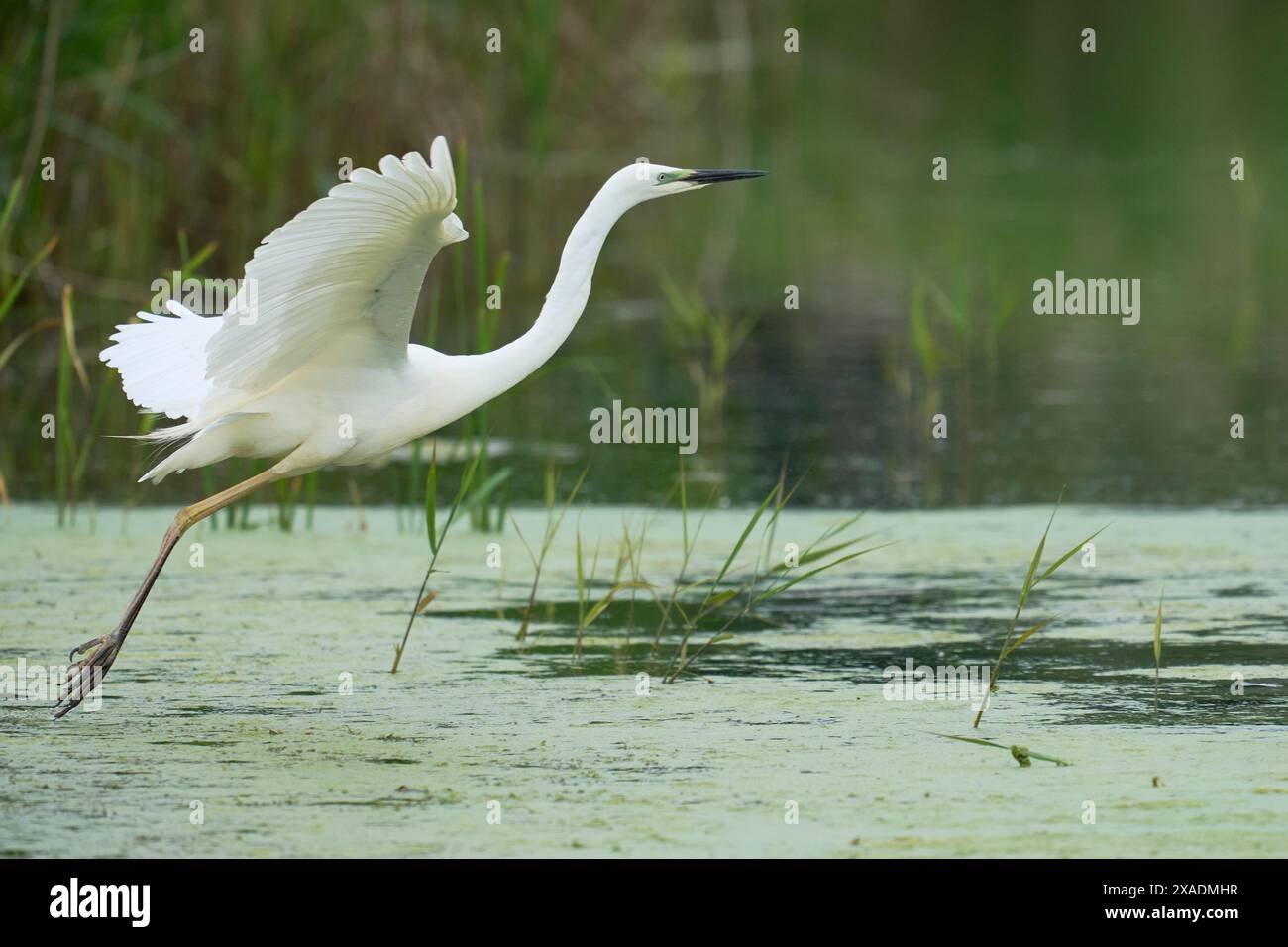 Great White Egret (Ardea alba) flying low over water in the marshland ...