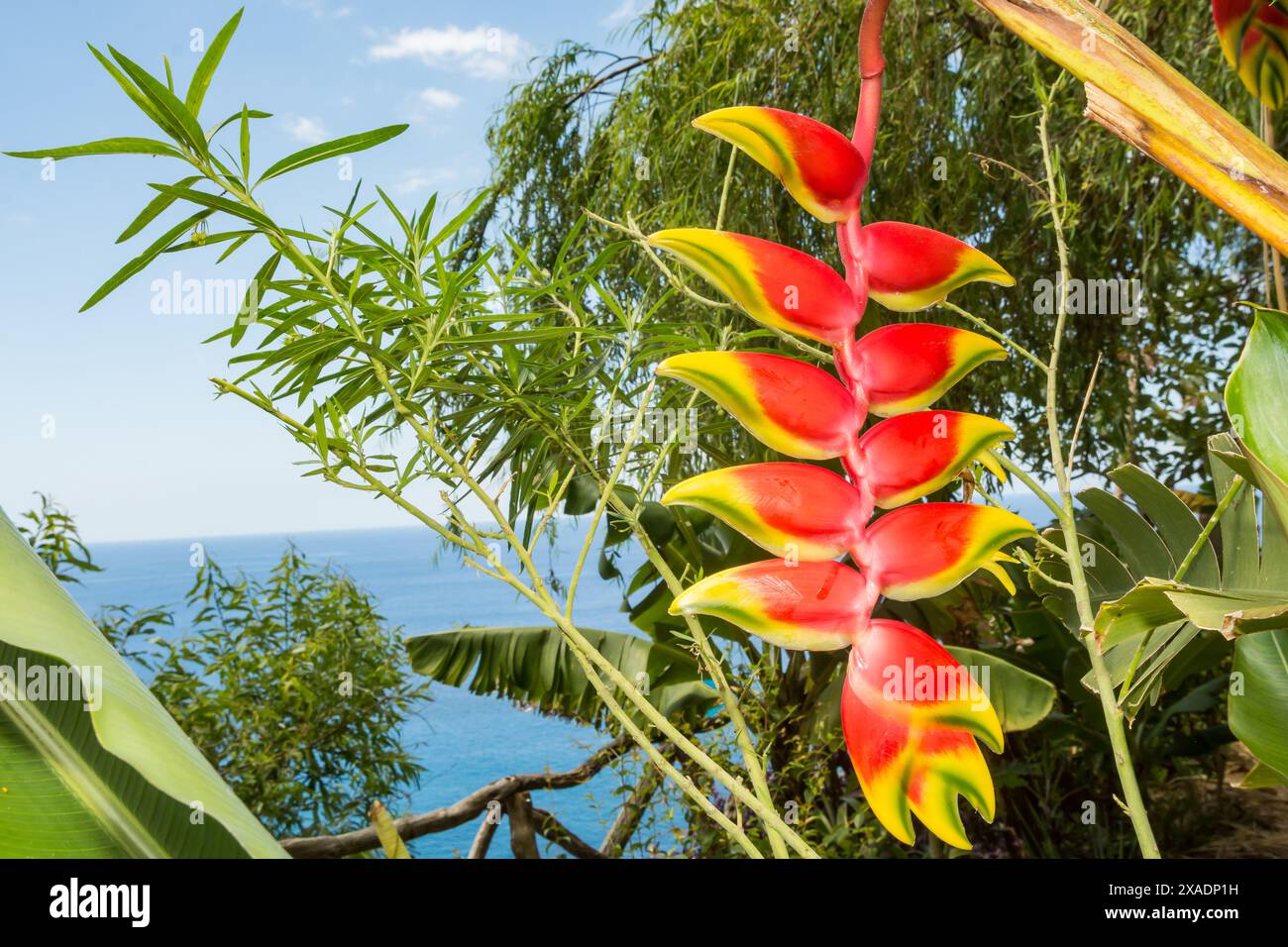 Hanging Lobster Claw - Heliconia rostrata Stock Photo - Alamy