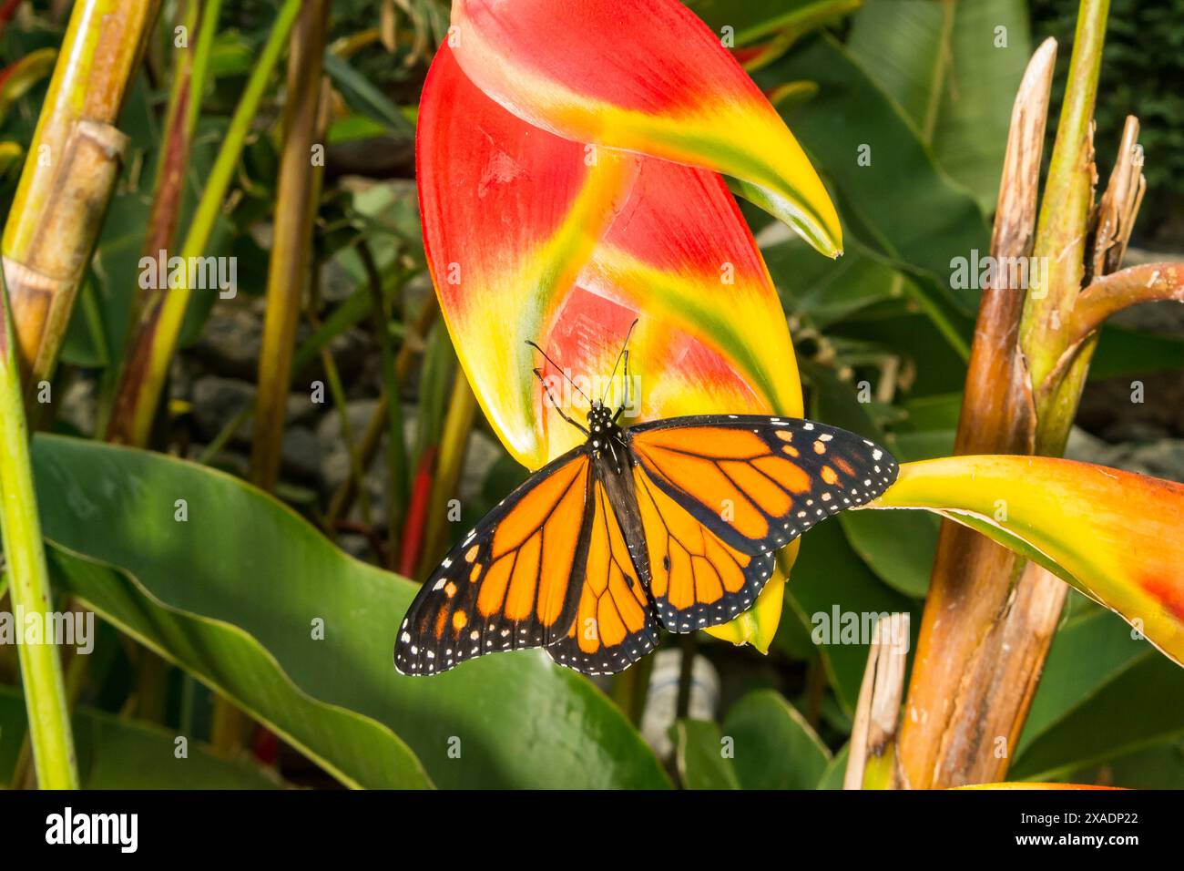 Monarch Butterfly - Danaus plexippus Stock Photo - Alamy