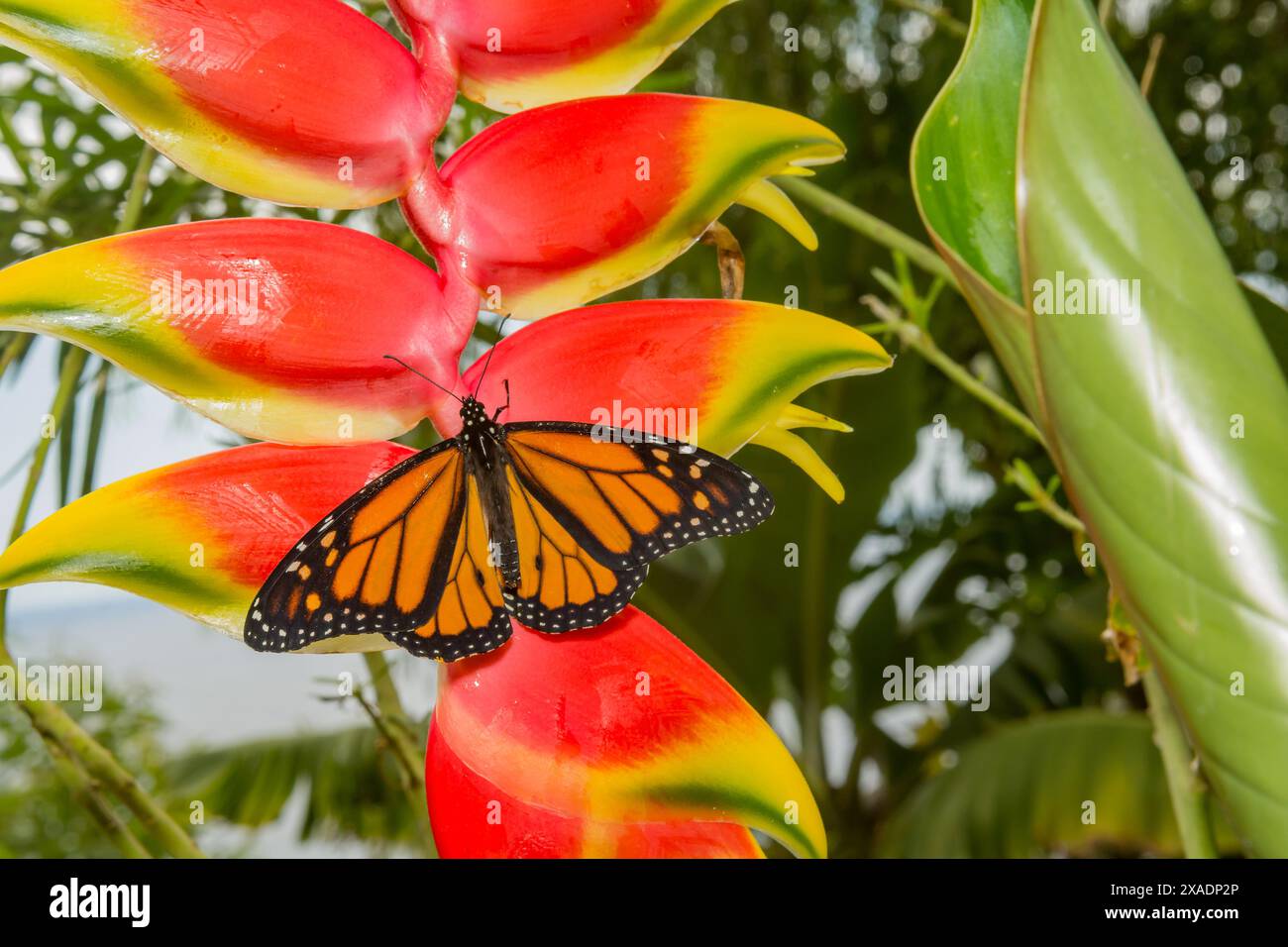 Monarch Butterfly - Danaus plexippus Stock Photo - Alamy