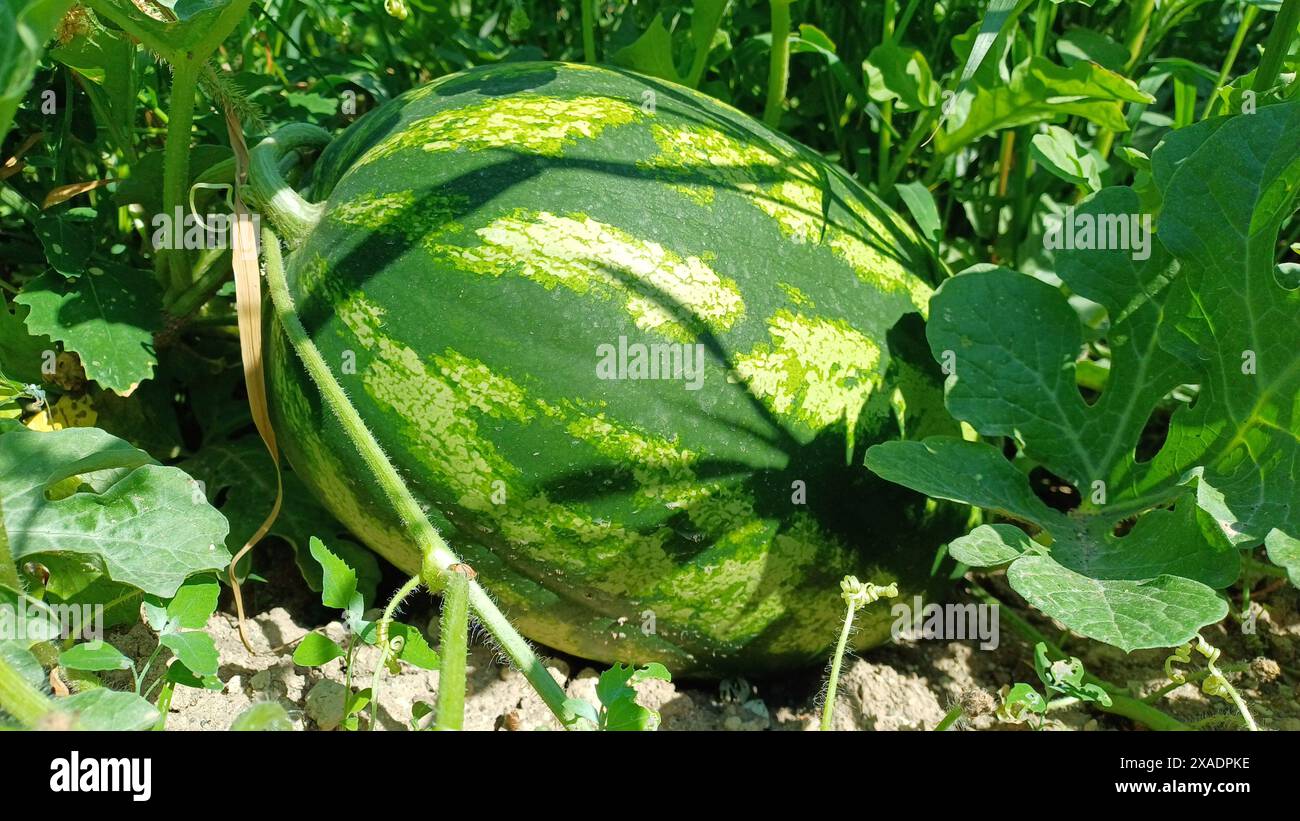 Watermelon grows on the ground in the garden Stock Photo - Alamy