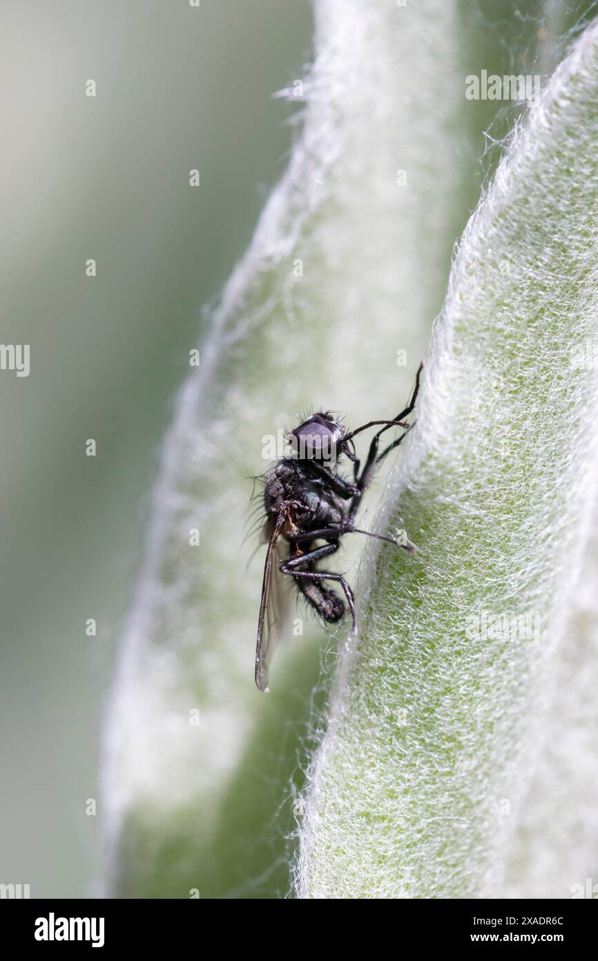 Small black fly on the stem of a Rose campion (Lychnis coronaria) plant ...