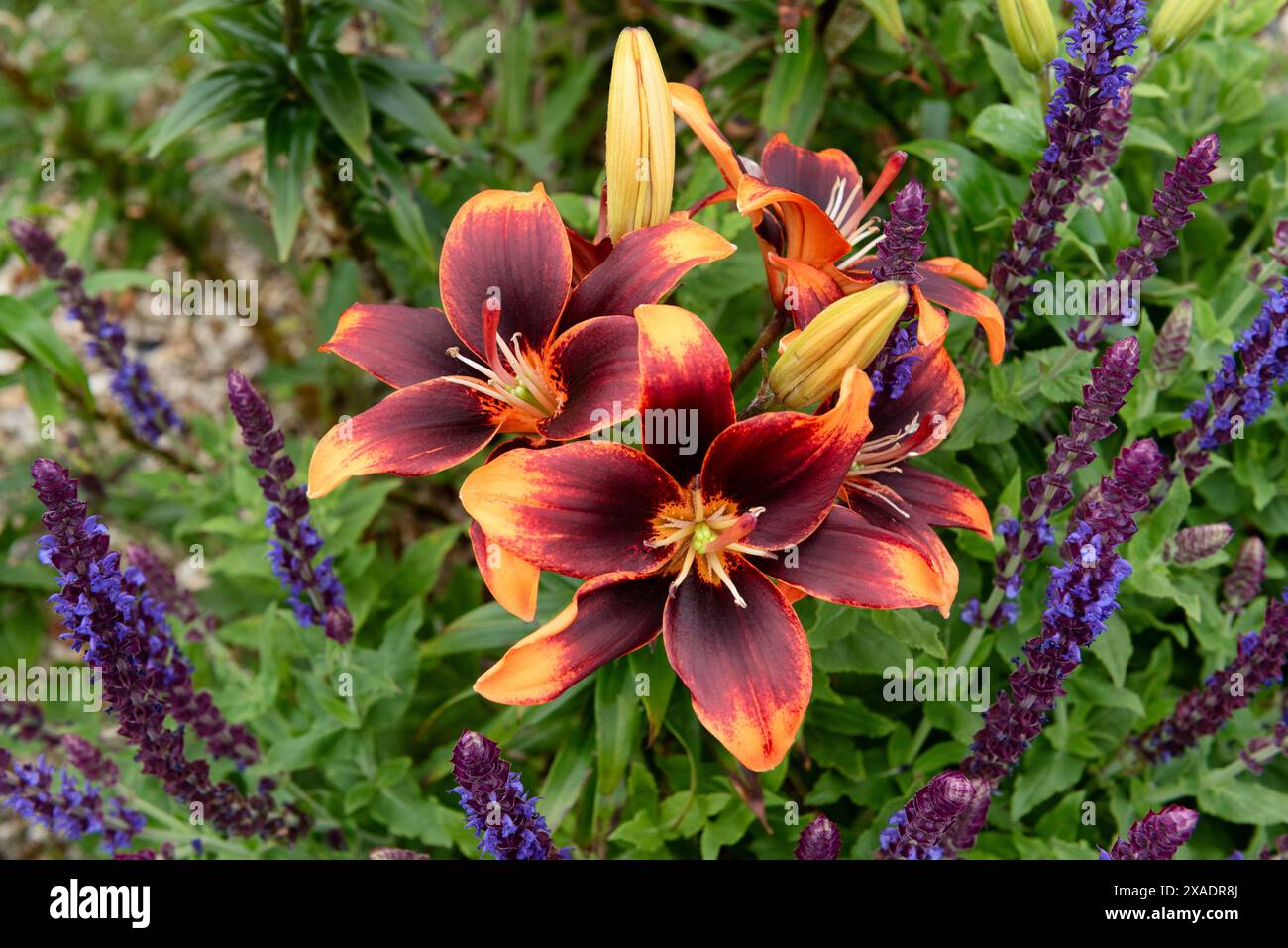 Lilium asiatic forever susan hi-res stock photography and images - Alamy