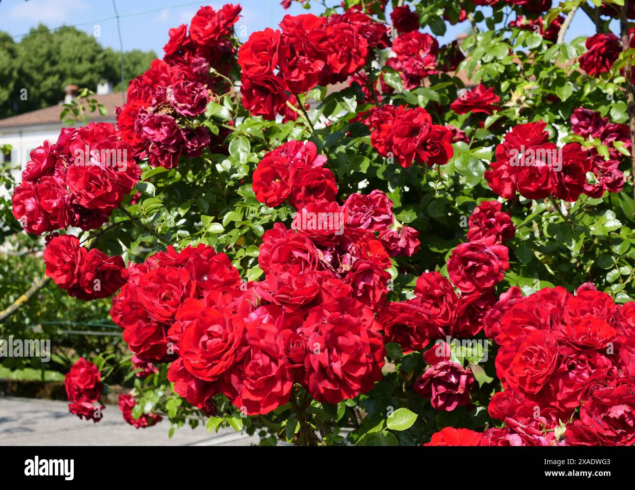 Rose garden,near Monza park,Lombardy Italy Stock Photo - Alamy