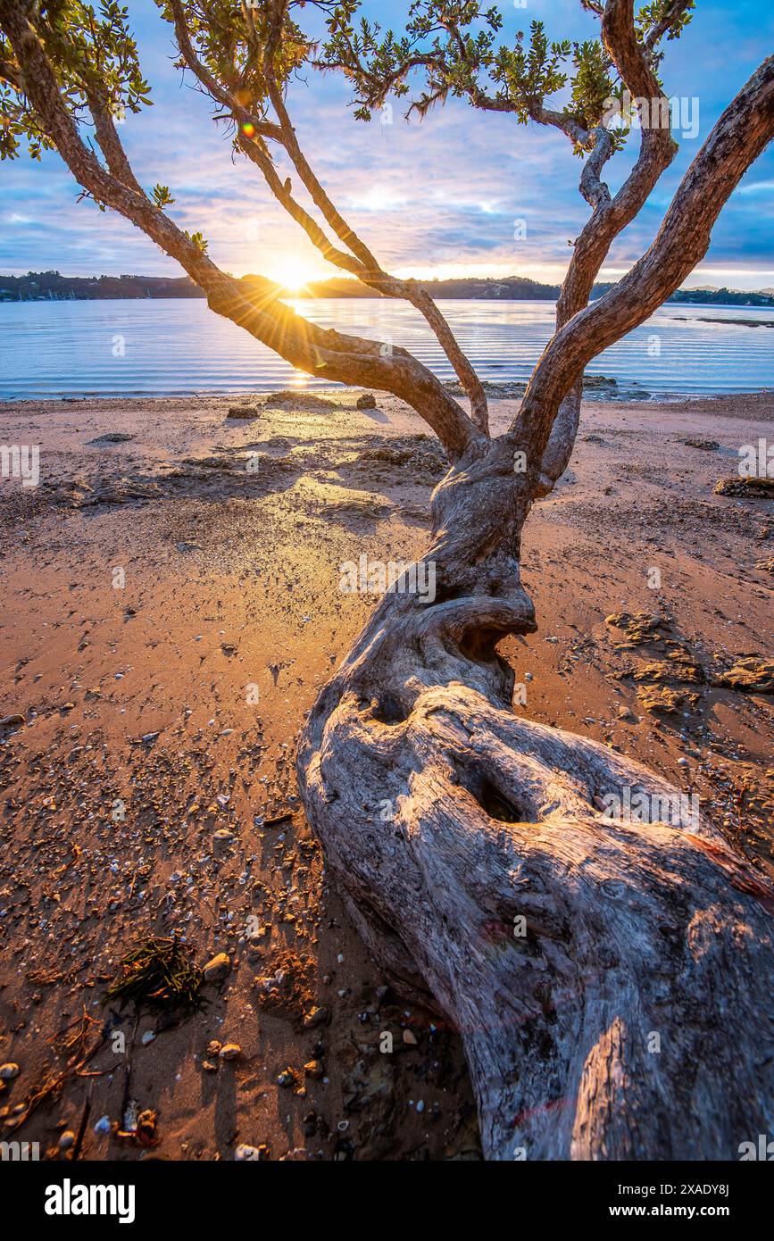 A Pōhutukawa tree (Metrosideros excelsa) growing at the base of a cliff ...