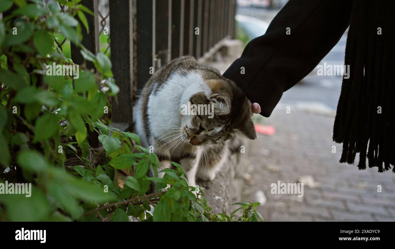 A person affectionately pets a tabby cat on a city street, with a focus ...