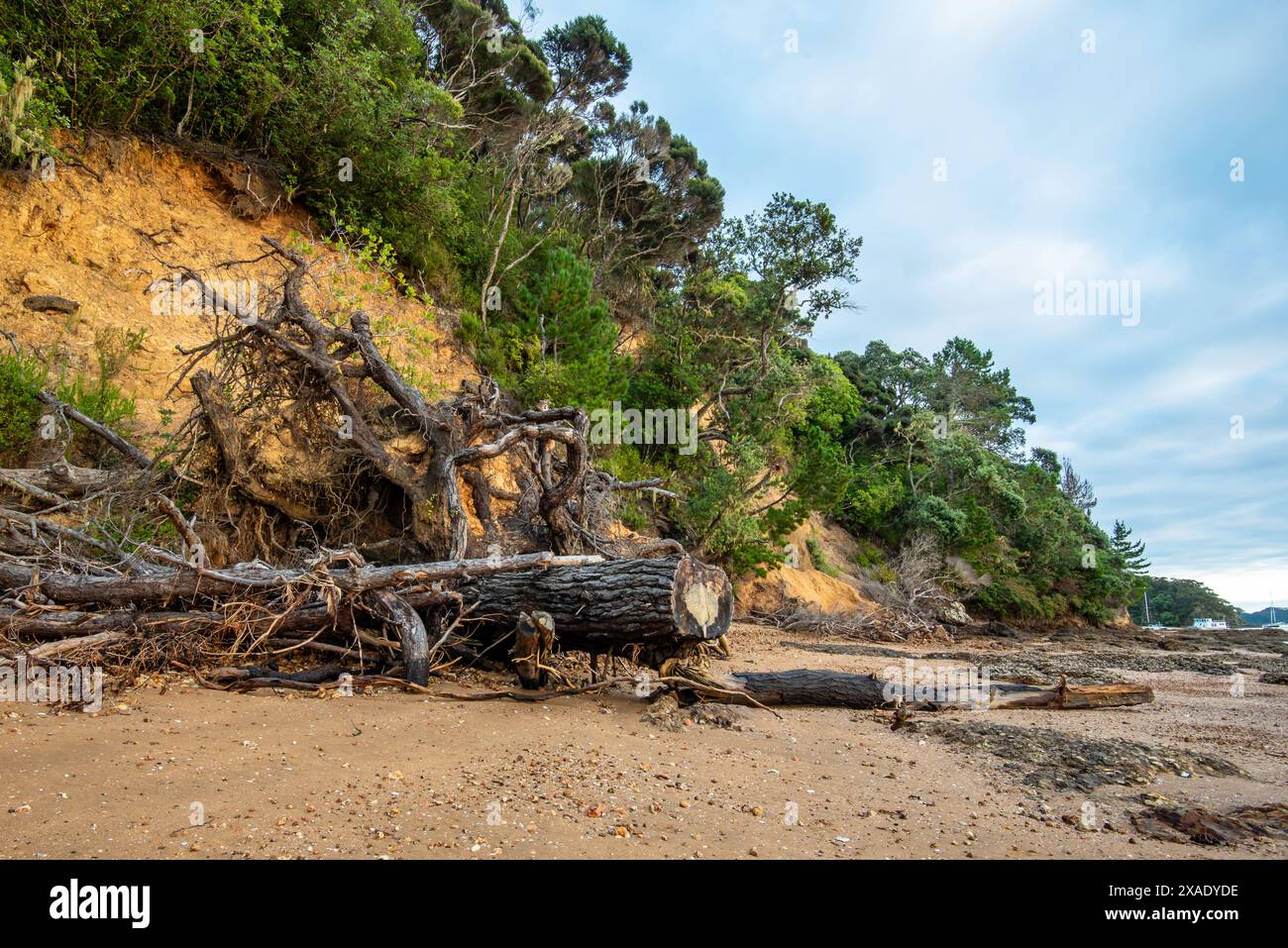 A landslide and the remains of a large pine tree damaged near Paihai in ...