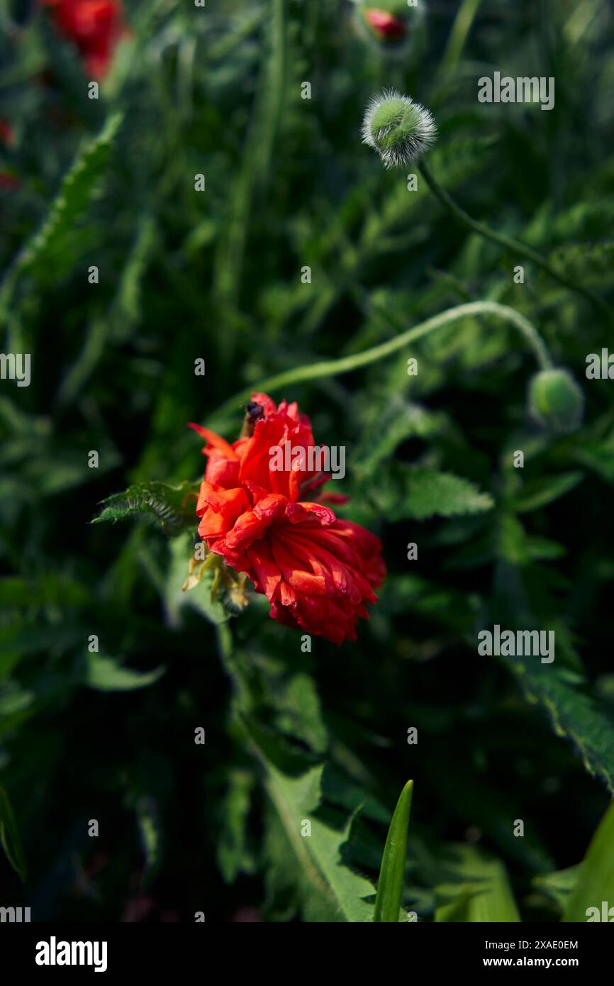 flowers and buds of a fluffy poppy on a background of green leaves ...