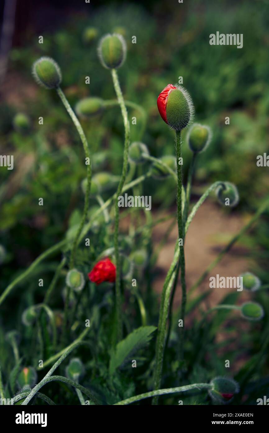 flowers and buds of a fluffy poppy on a background of green leaves ...