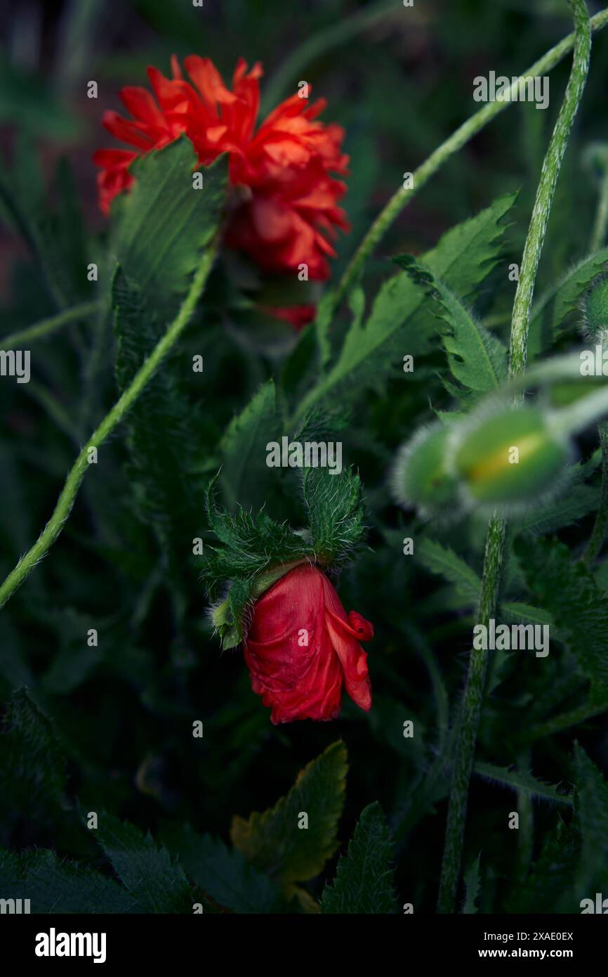 flowers and buds of a fluffy poppy on a background of green leaves ...
