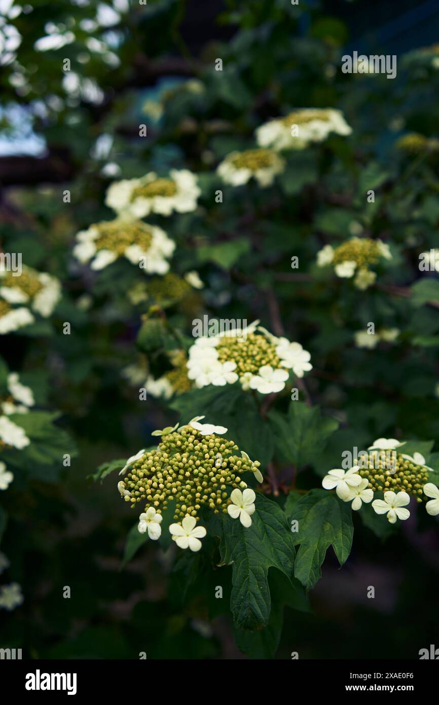 viburnum flower, moschatel family, Adoxaceae Stock Photo - Alamy