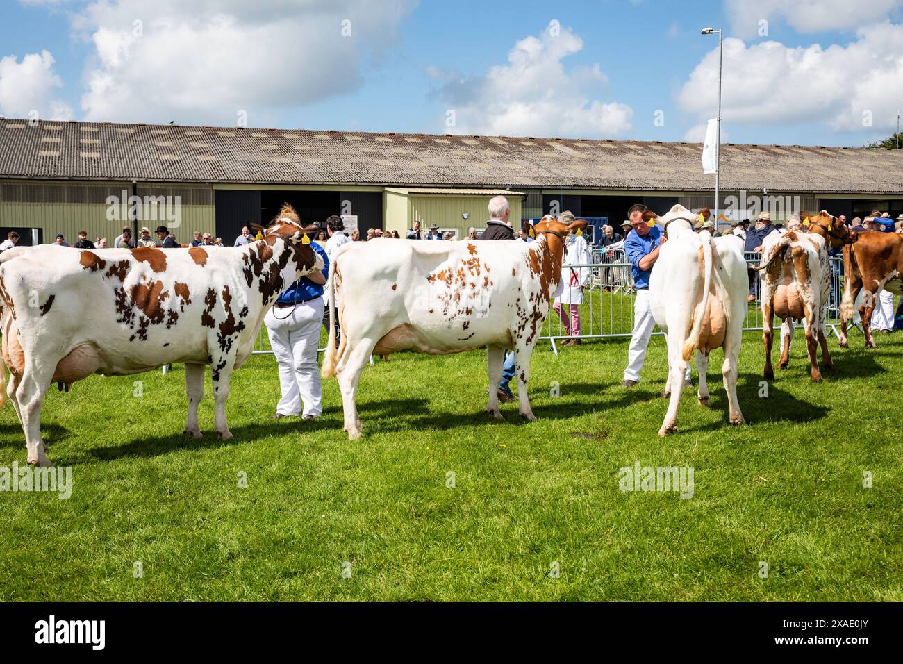 Wadebridge,Cornwall,6th June 2024,The Royal Cornwall Show is the County ...