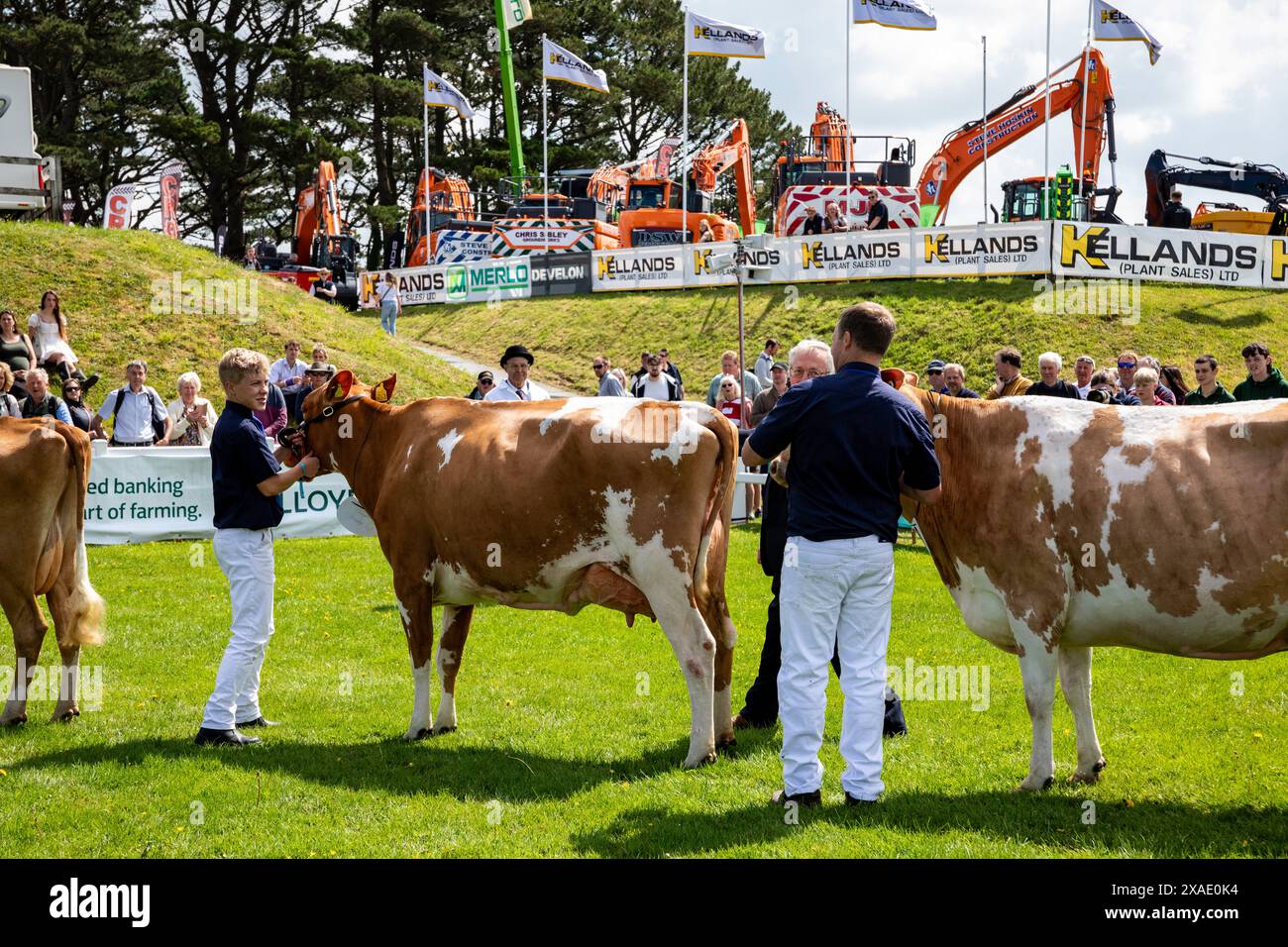 Wadebridge, Cornwall,6th June 2024, The Royal Cornwall Show is the ...
