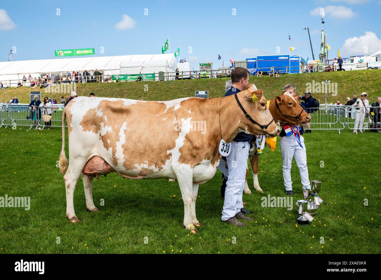 Wadebridge, Cornwall,6th June 2024, The Royal Cornwall Show is the ...