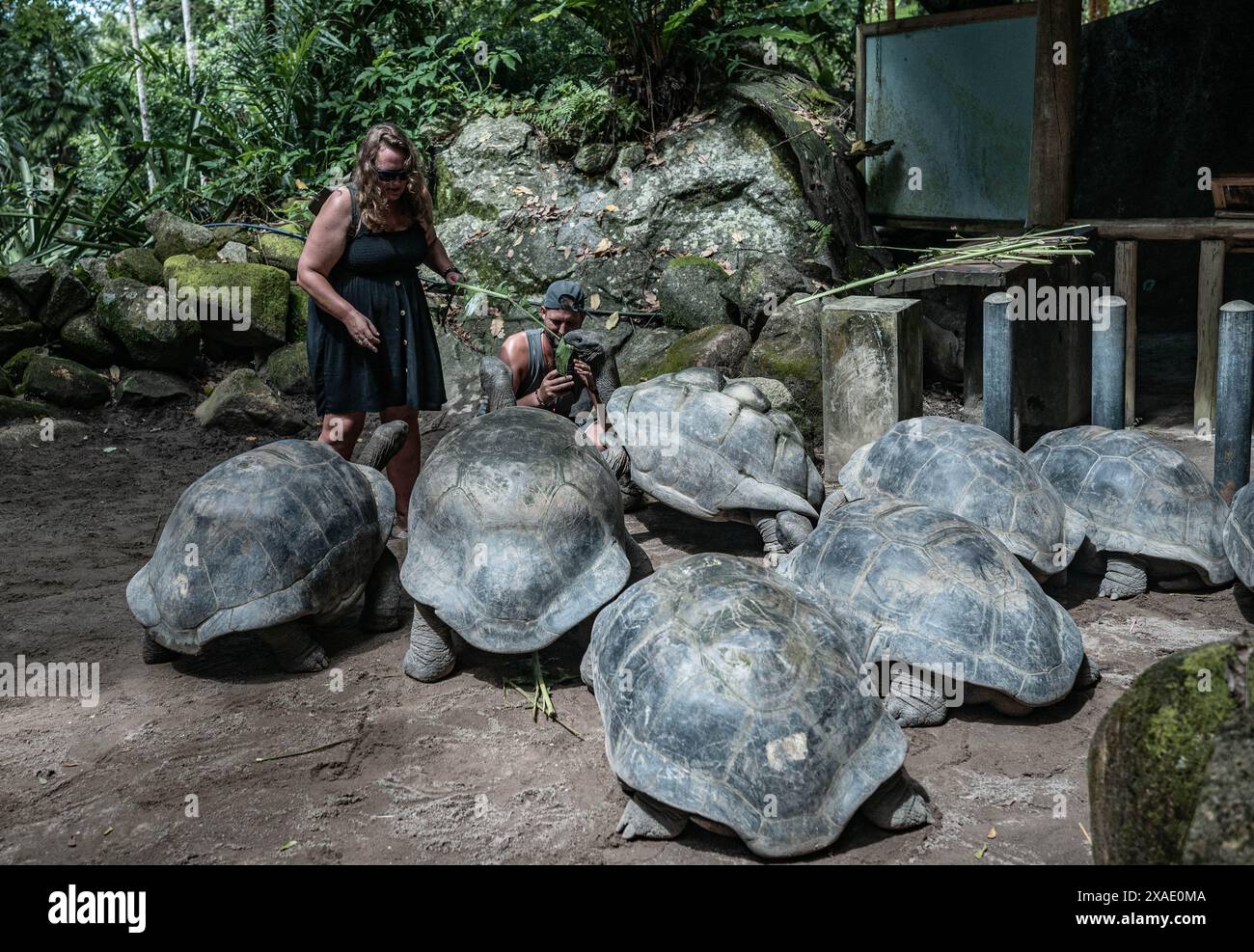 Victoria, Seychelles. 5th June, 2024. Tourists visit the botanical ...