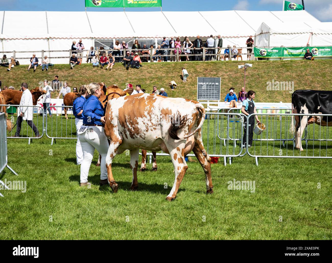 Wadebridge,Cornwall,6th June 2024,The Royal Cornwall Show is the County ...