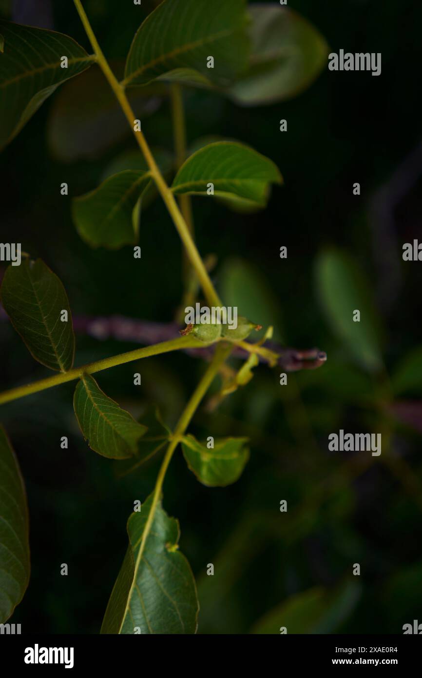 walnut leaves and buds in harsh light Stock Photo - Alamy