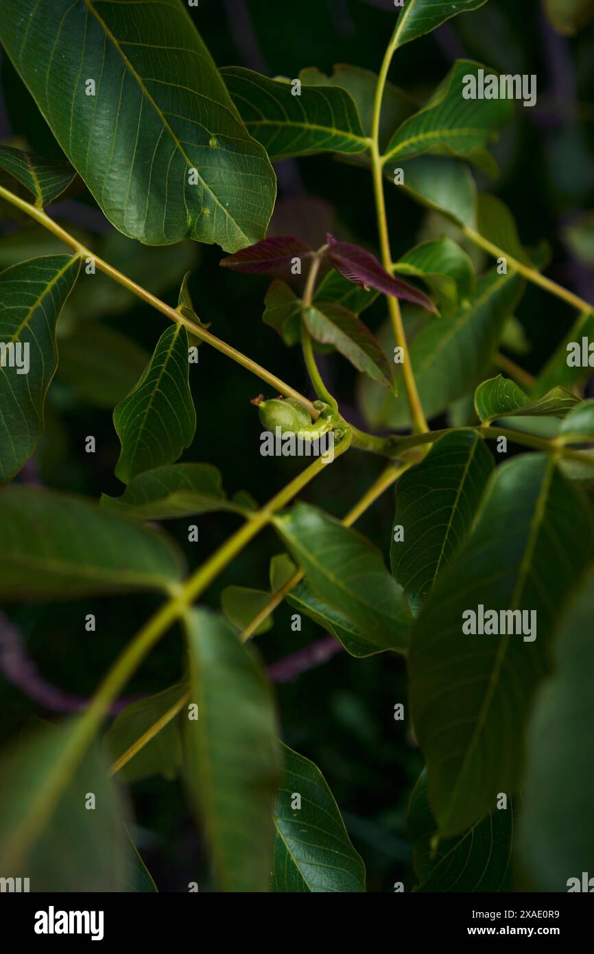 Buds of walnut hi-res stock photography and images - Alamy