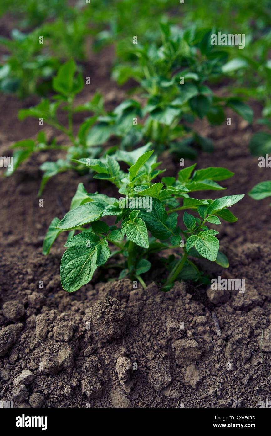 the potato bushes grow in open ground Stock Photo - Alamy