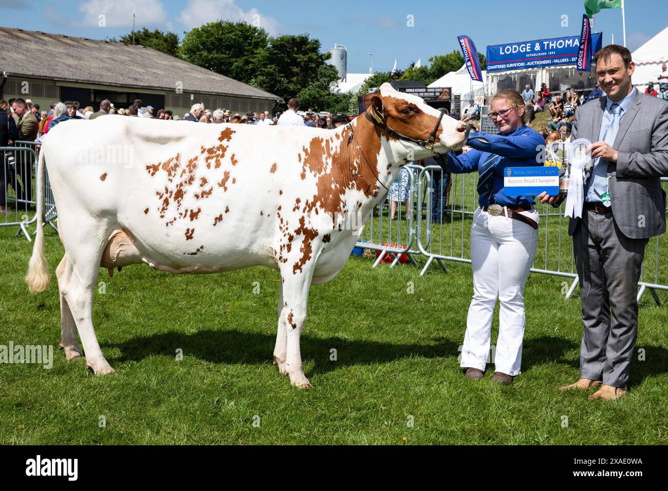 Wadebridge,Cornwall,6th June 2024,The Royal Cornwall Show is the County ...