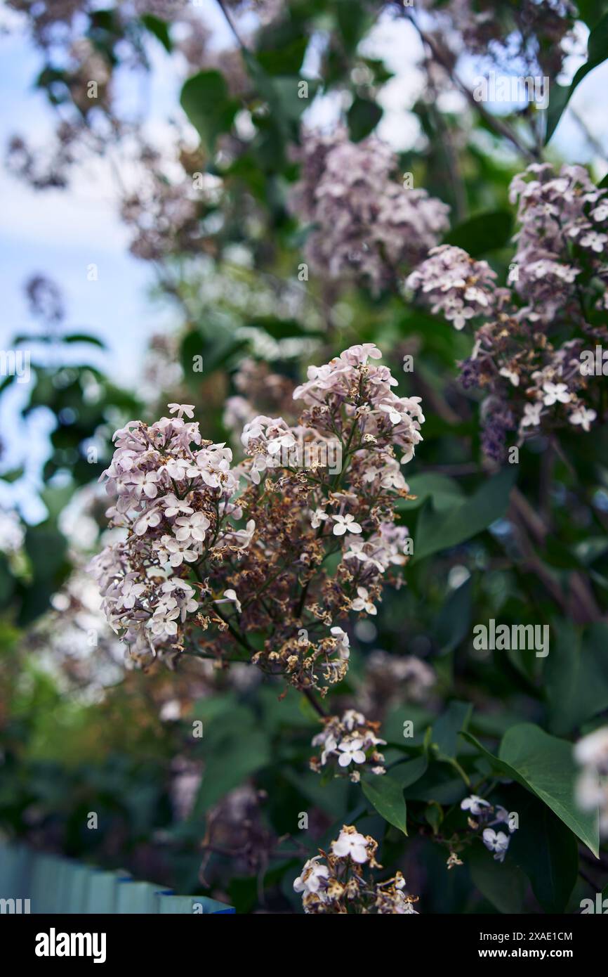 faded lilac branches on a tree, plant background Stock Photo - Alamy