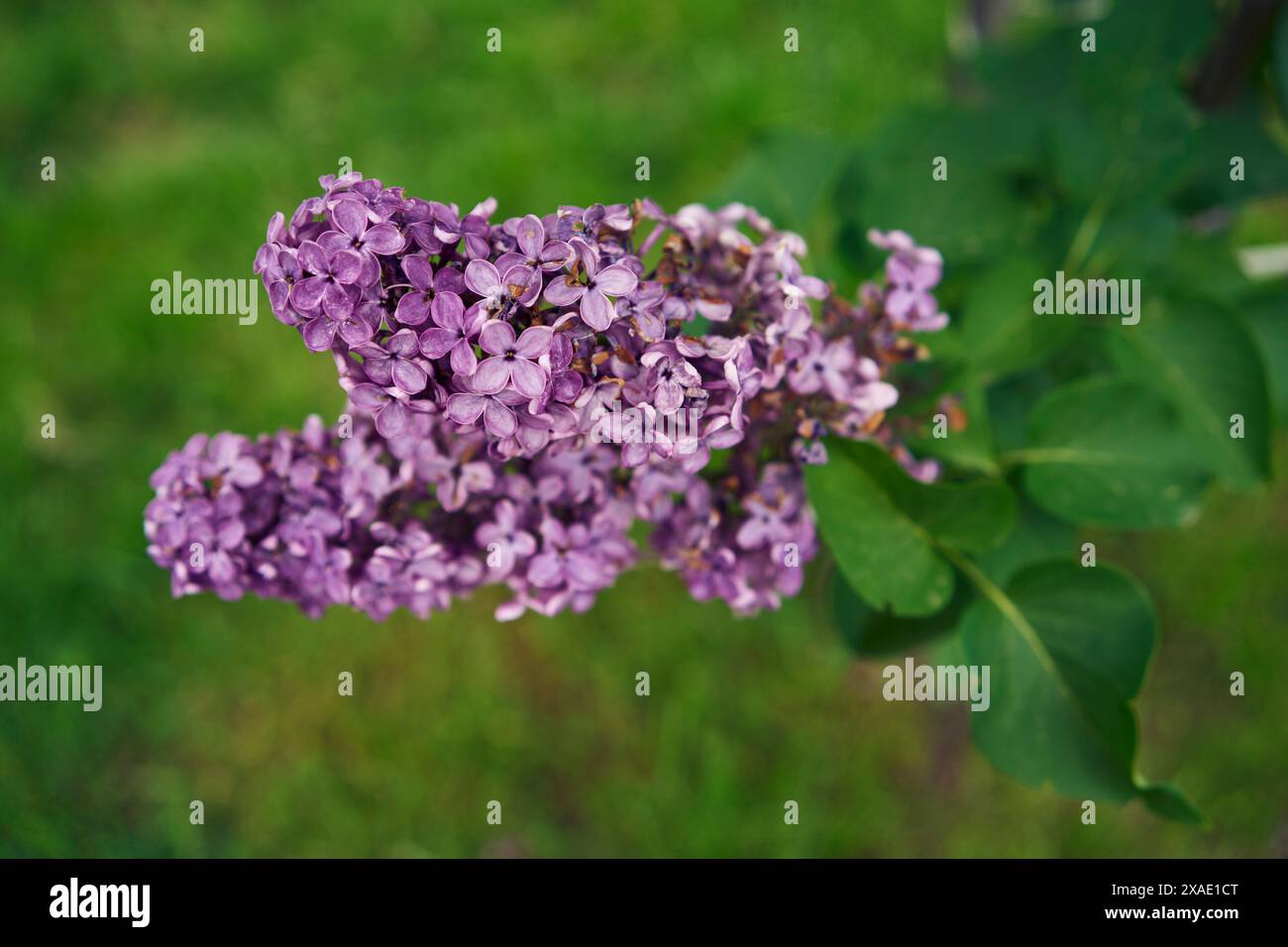 a faded lilac branches on a tree, plant background Stock Photo - Alamy