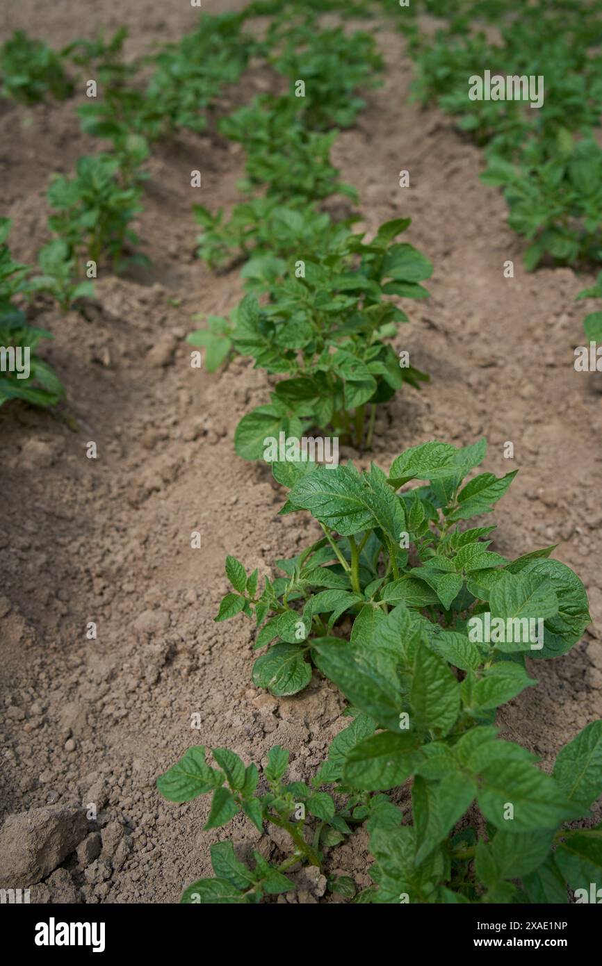the potato bushes grow in open ground Stock Photo - Alamy