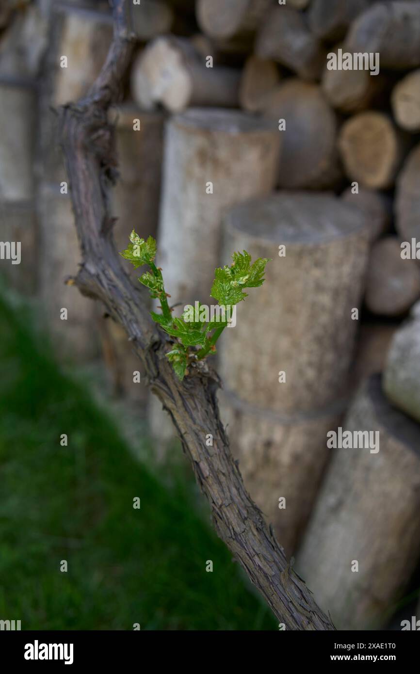 Grapevine sprouts hi-res stock photography and images - Alamy