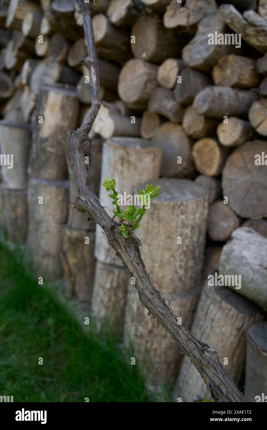 Grapevine sprouts hi-res stock photography and images - Alamy