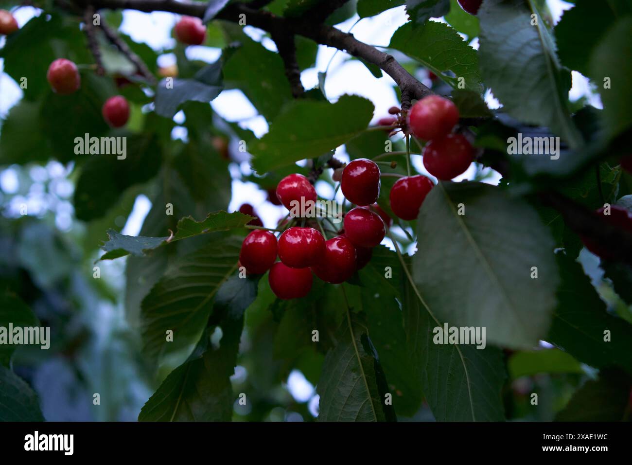 Unripe cherry growing on tree hi-res stock photography and images - Alamy
