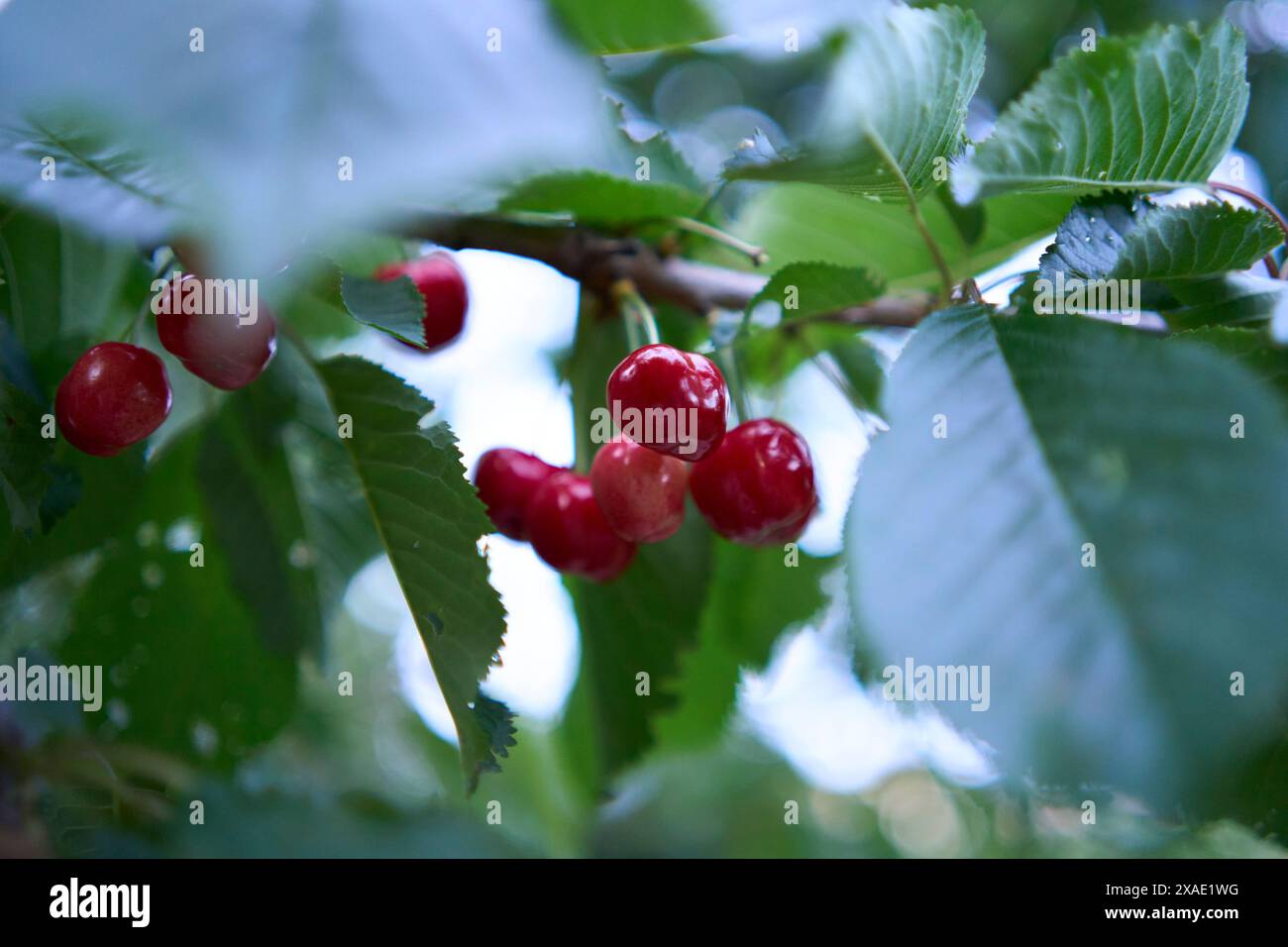 Unripe cherry berries on tree hi-res stock photography and images - Alamy