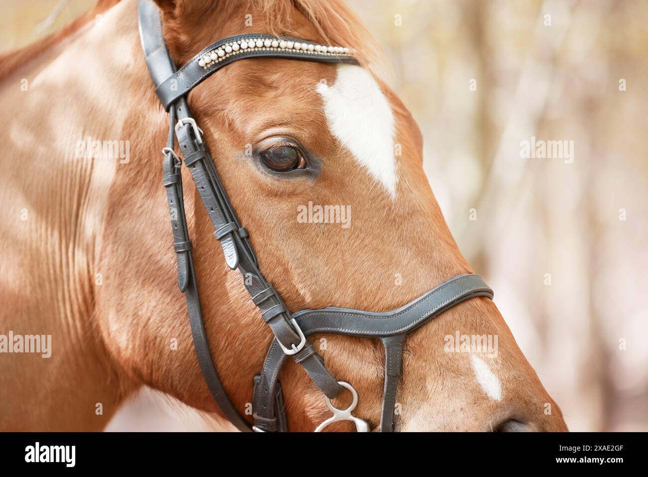 Horse, sunshine and profile of animal in nature for travel, adventure ...