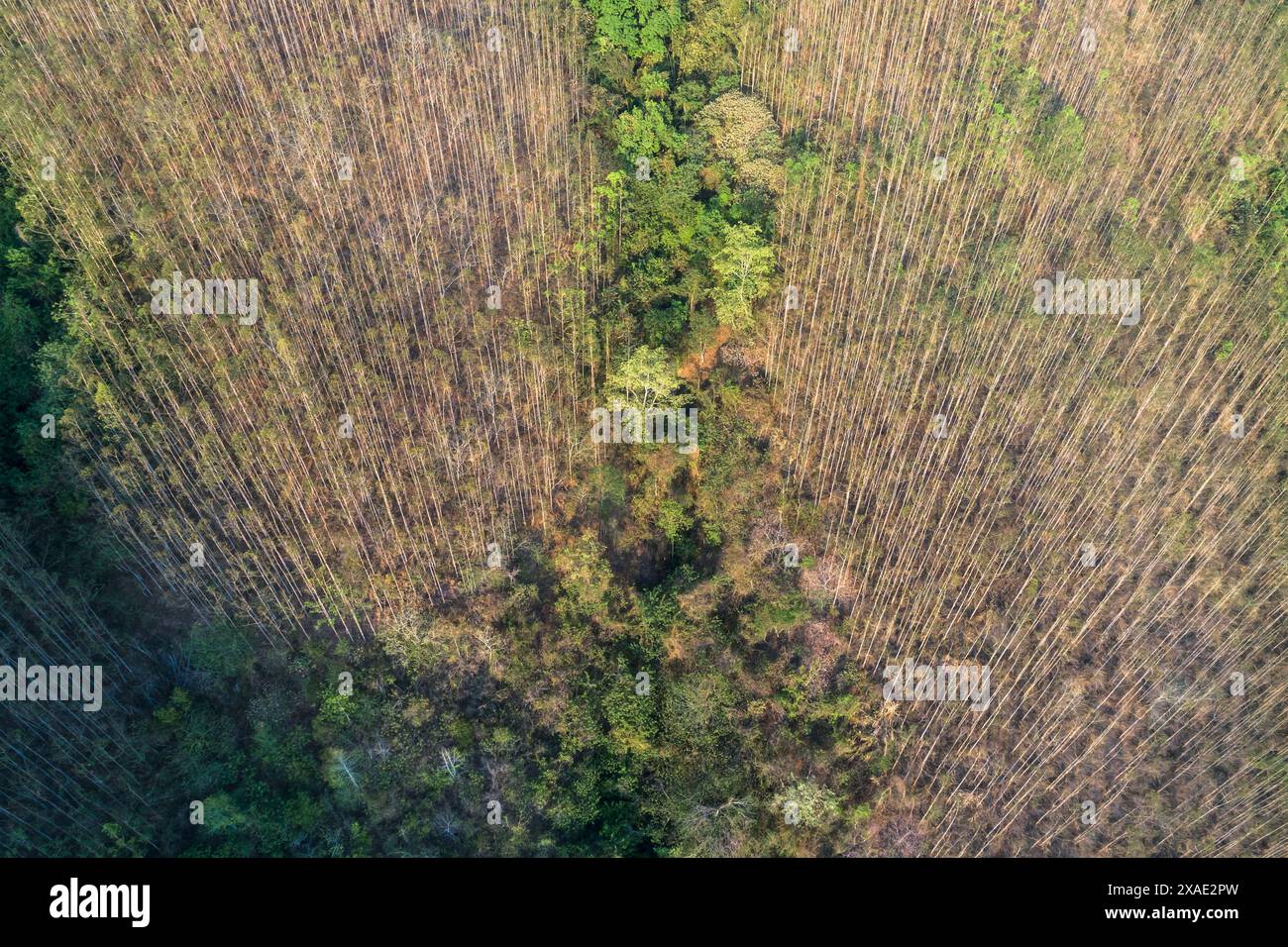 Aerial photography overlooking a forest growing on a hill Stock Photo ...