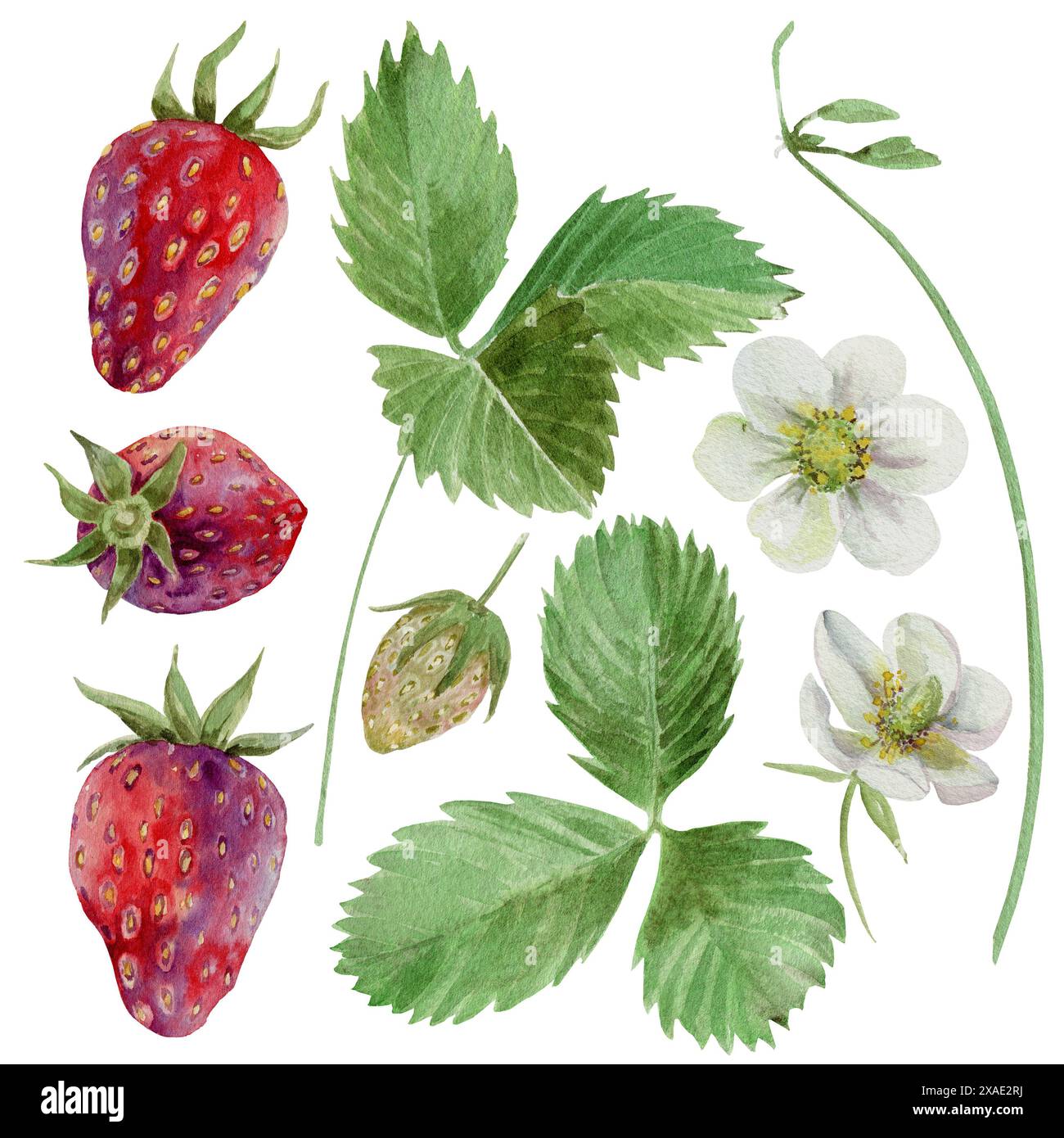 ripe strawberries of different shapes, set, leaves and flowers, on a ...