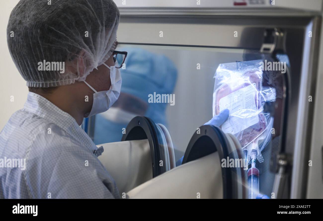 06 June 2024, Saxony, Dresden: Laboratory technicians at the DKMS Stem ...
