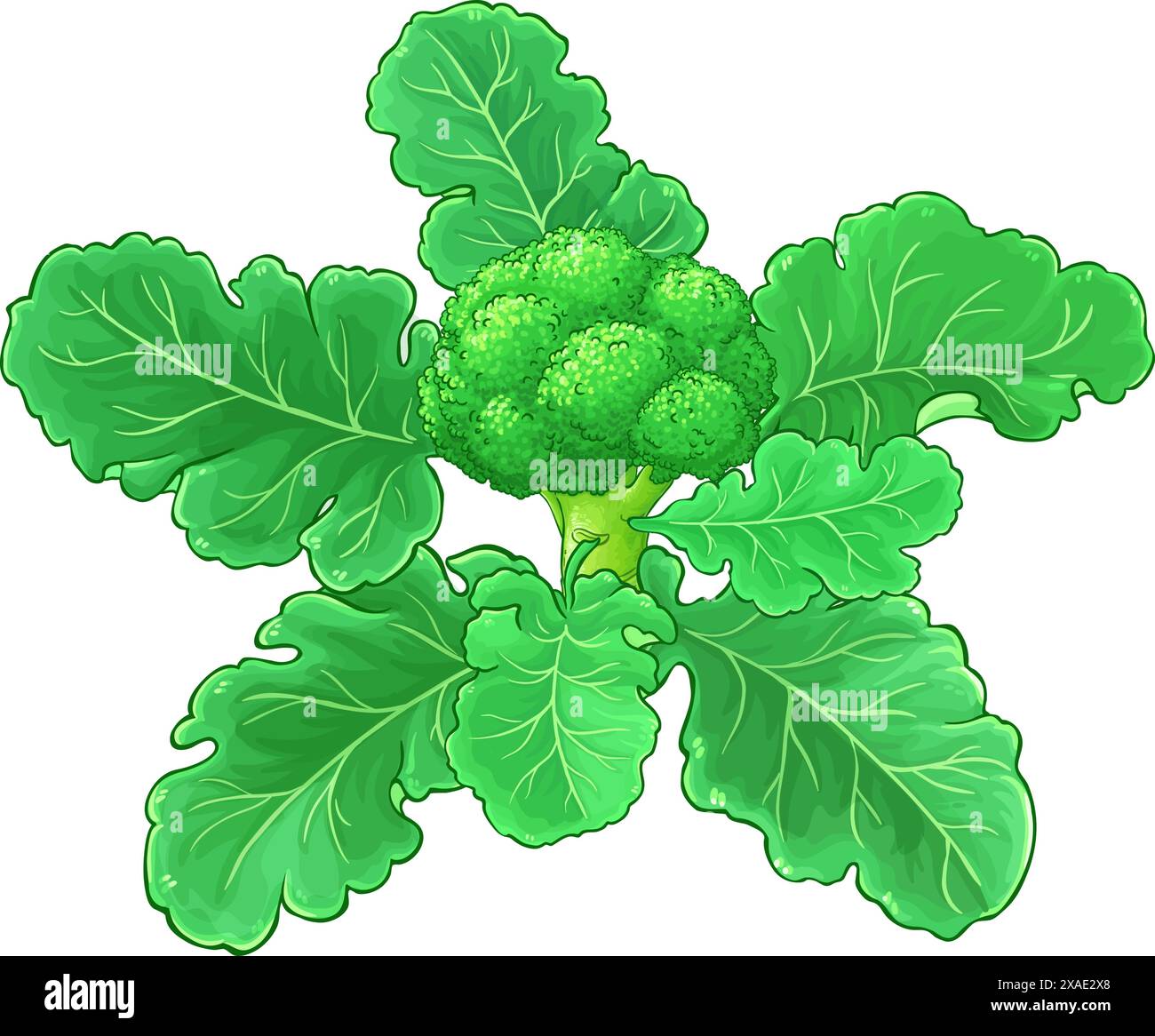 Broccoli Vegetable Colored Detailed Illustration Stock Vector Image ...