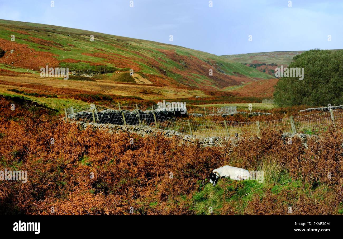 Adult sheep sat on a mound of grass Stock Photo - Alamy
