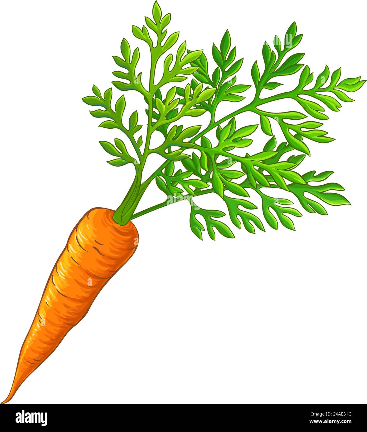 Carrot Root Colored Detailed Illustration Stock Vector Image & Art - Alamy